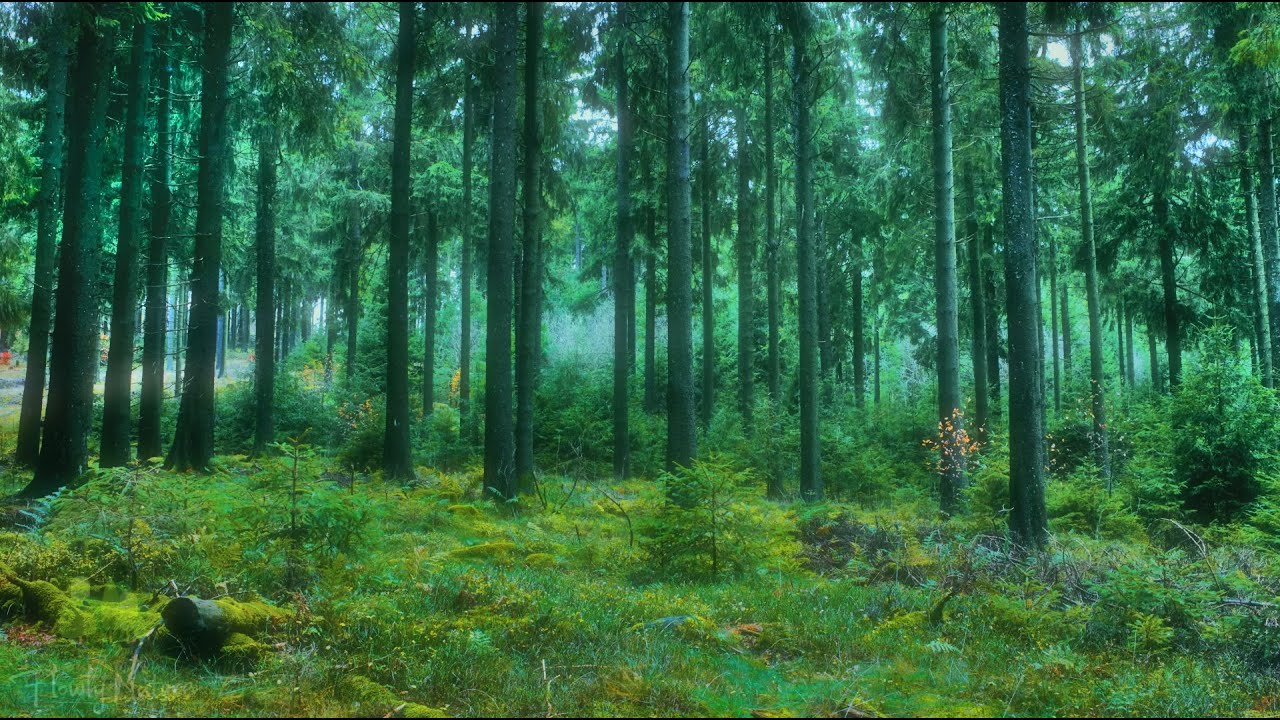 🌳 4K - Relaxing Nature Sounds For Stress Relief, Forest Sounds, Bird ...