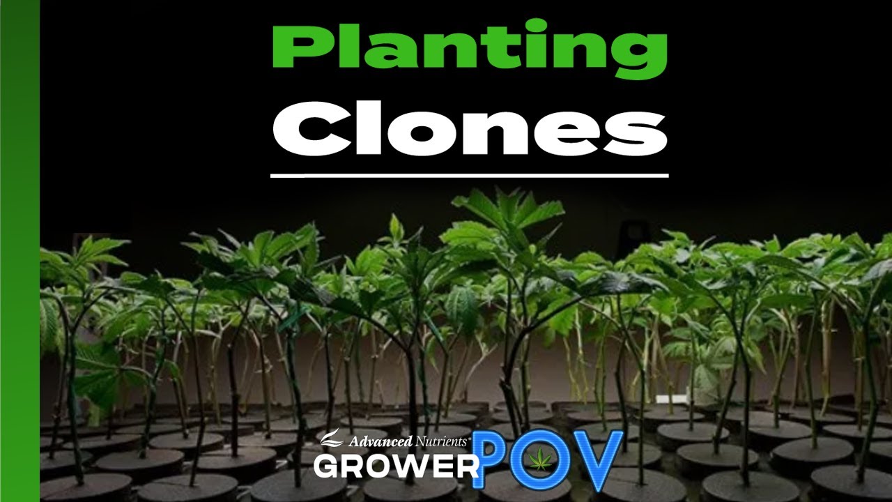 Grower POV: Planting Clones - YouTube