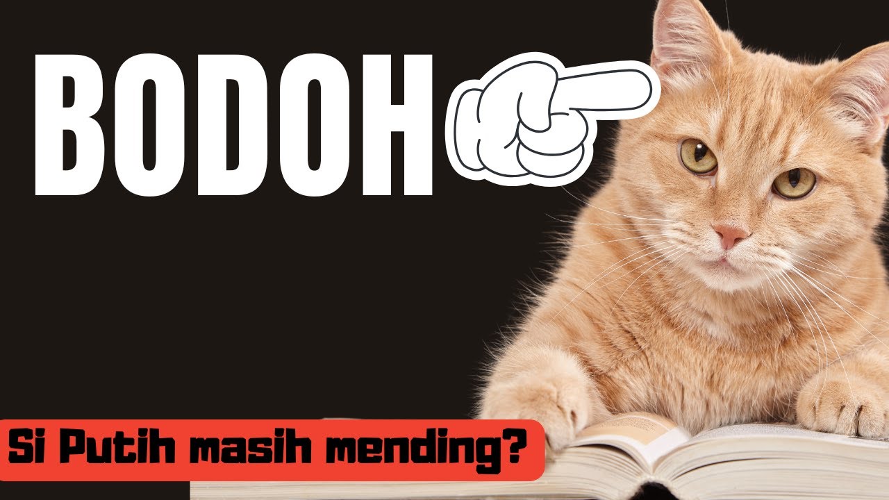 MITOS atau FAKTA? Kucing Oren Memang Lebih Bodoh?! - YouTube