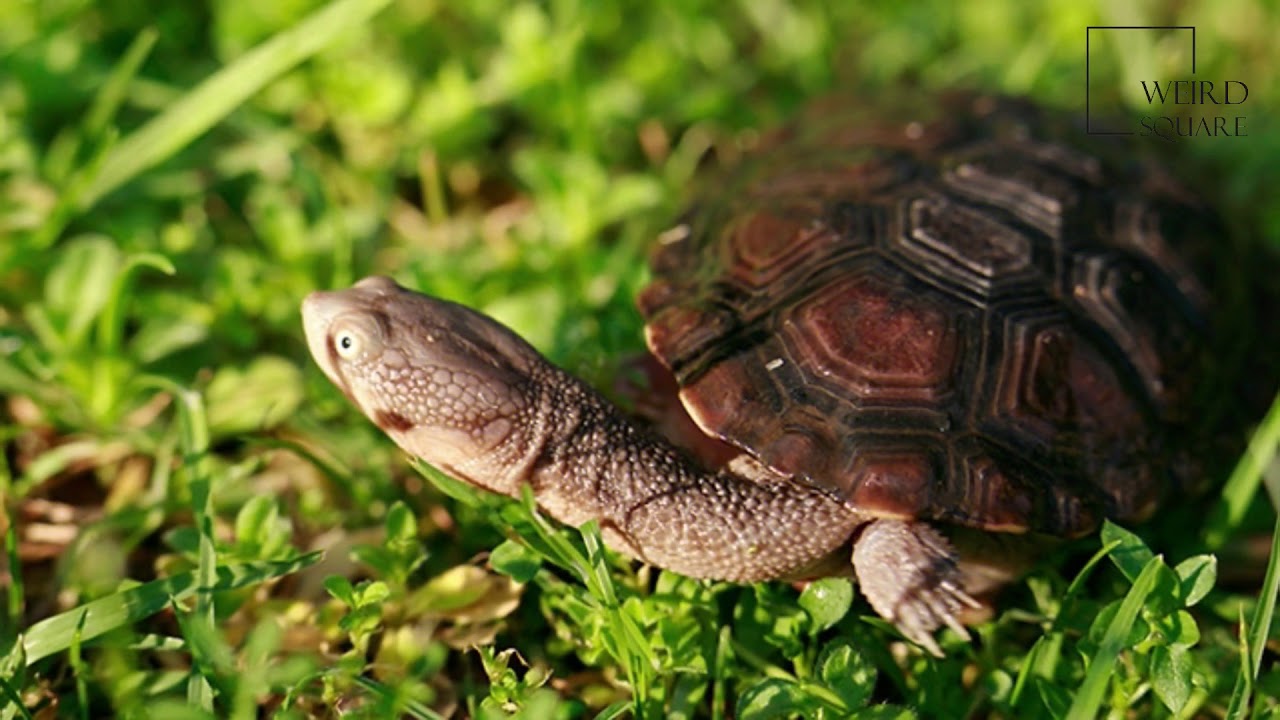 Interesting facts about snake necked turtle by weird square - YouTube