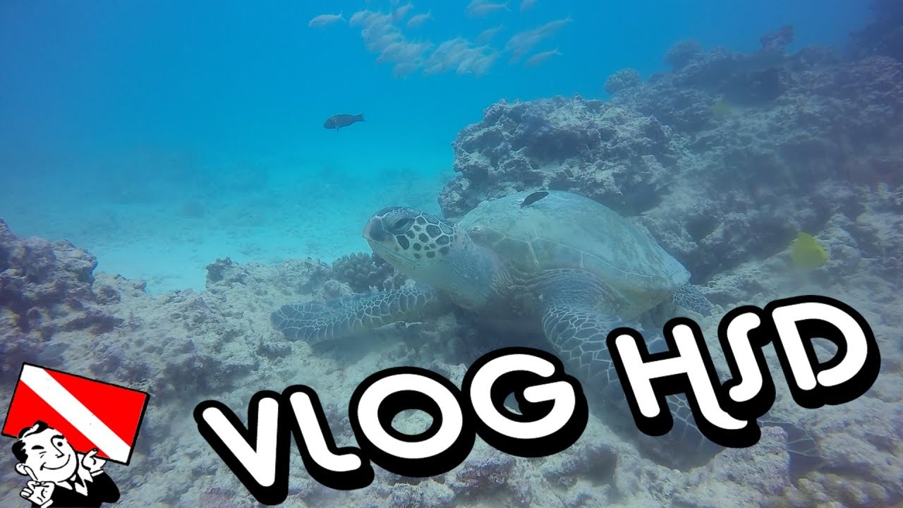 Honolulu Scuba Diving - Hawaii Divers - Scuba Diving Oahu - YouTube