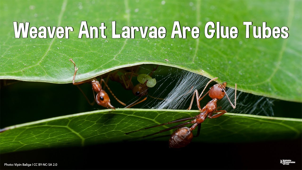 Weaver Ant Larvae Are Glue Tubes! - YouTube