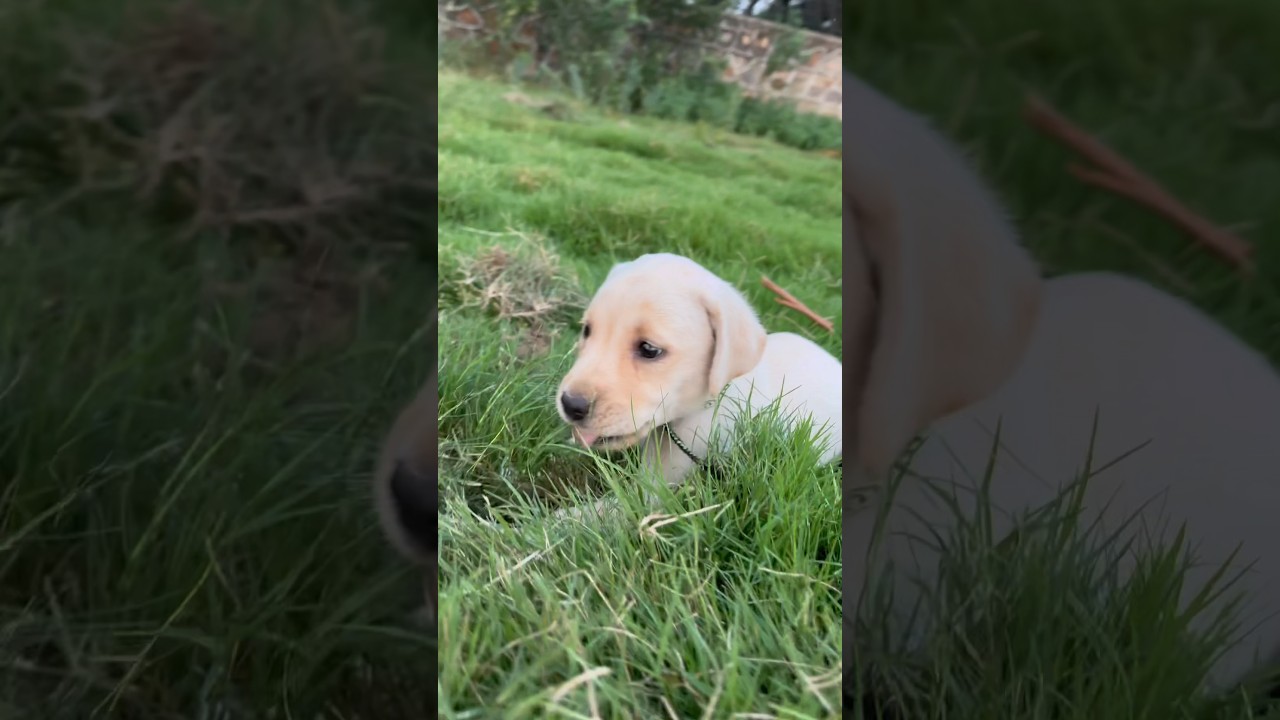Cute Labra puppy #cutepuppy #viral #cutebaby #youtube #labradorpuppy # ...