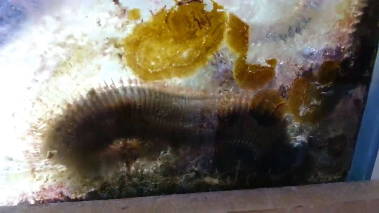 Pria Asal Amerika Temukan Monster Cacing Pemangsa. Anda harus tahu ...