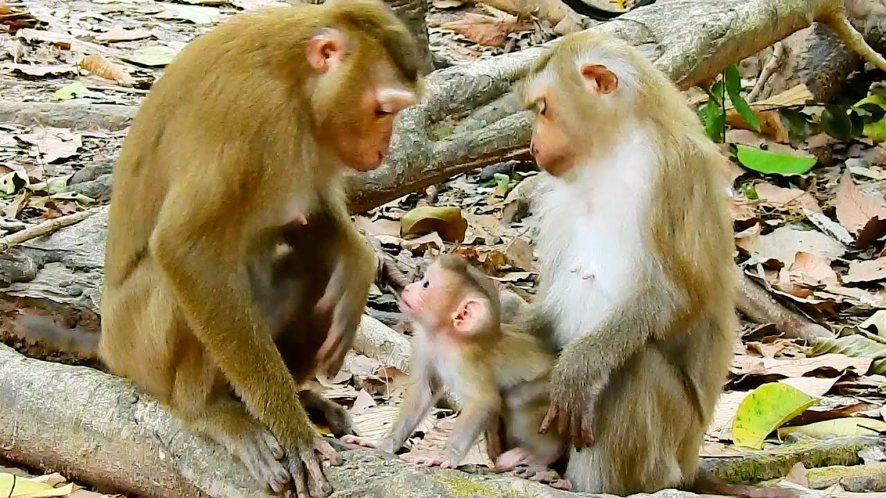 Good day! Libby monkey bring Baby Leo to visit Baby newborn Jovi and ...