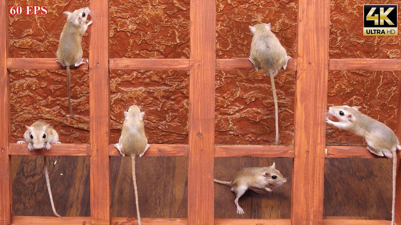 Cat TV Games: Adorable Mouse Fun | CATS GO WILD Watching Mice Videos in ...