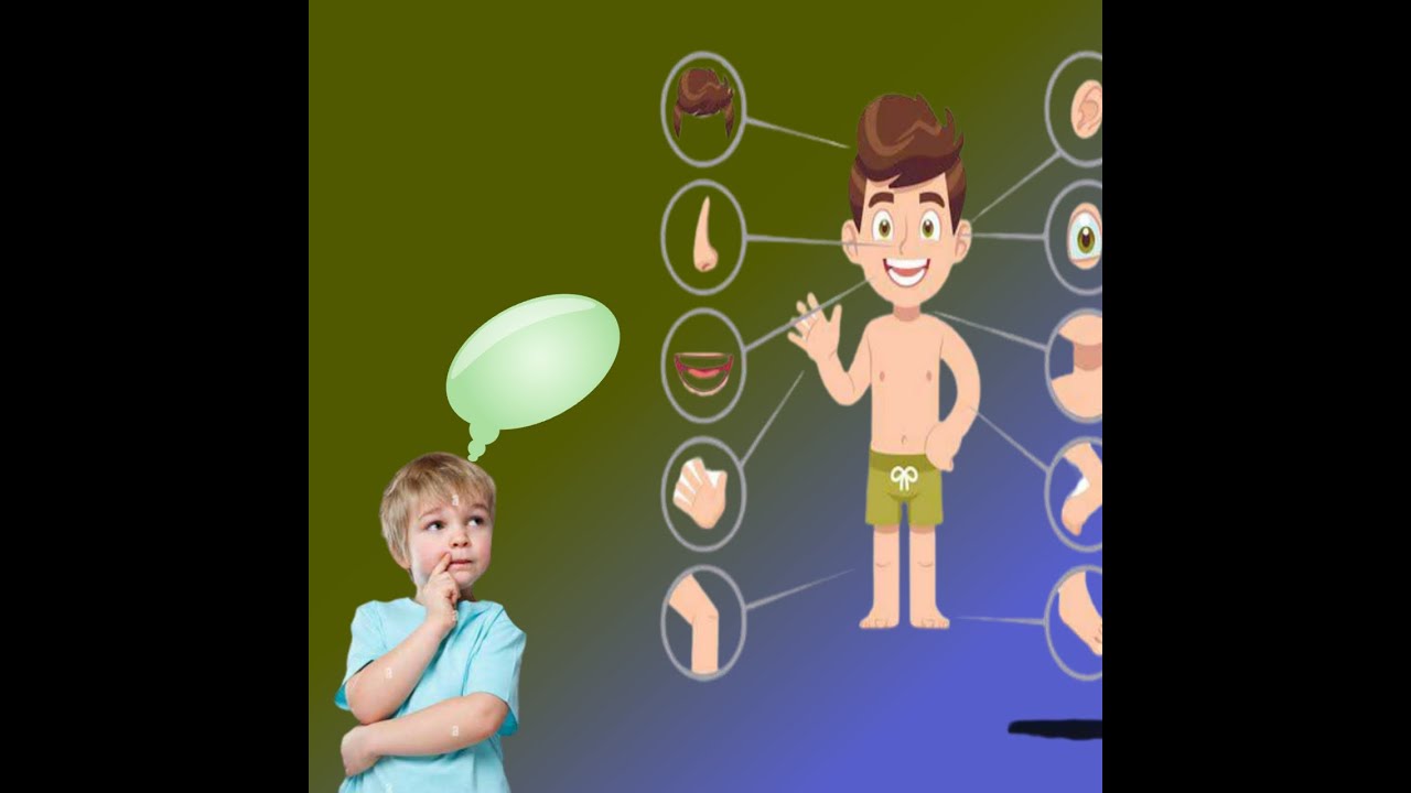 Serial names of organs in the human body. - YouTube