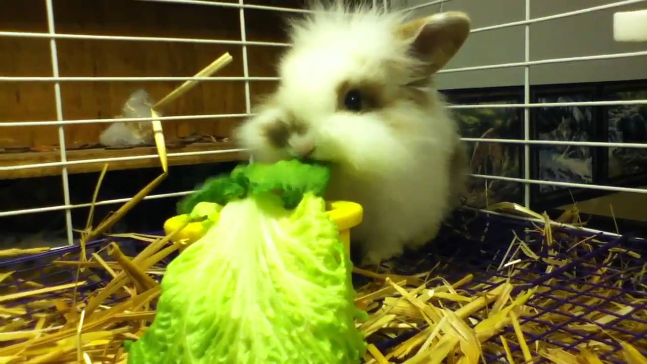 Rabbit 7 weeks old - YouTube