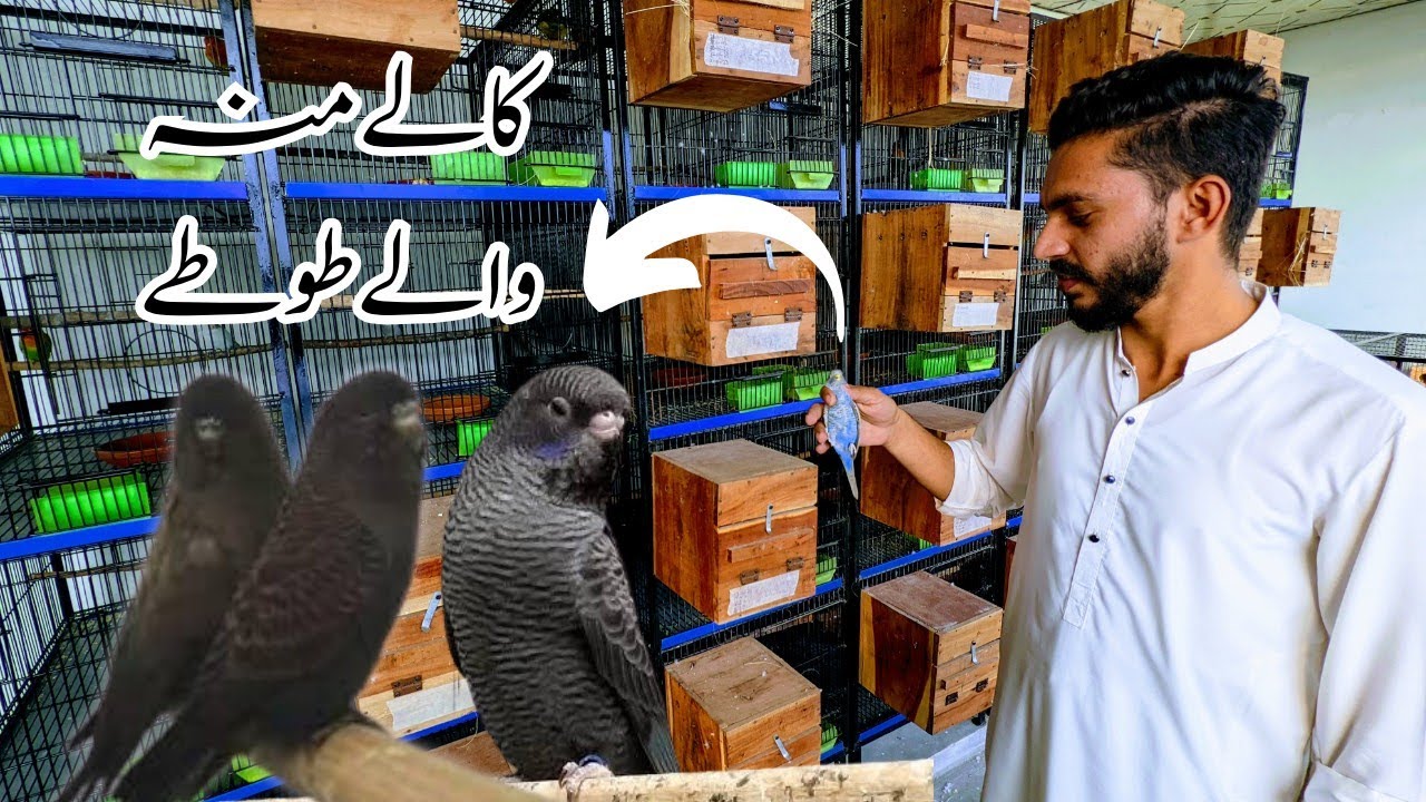 Visit Australian Black face bujrigar and Love birds High Mutation ...