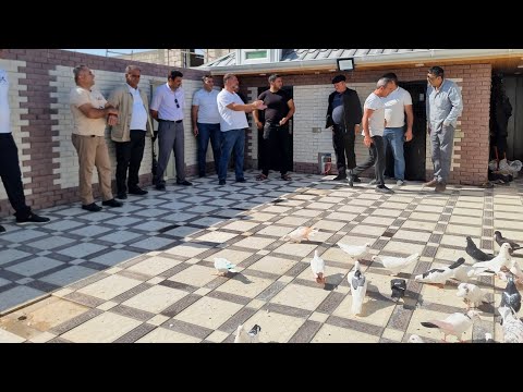 Çempion Əkbər Əliyevin Təqdimatı 09.10.2022 #bakigoyercinleri #bakiquslari #goyercin #göyərçin