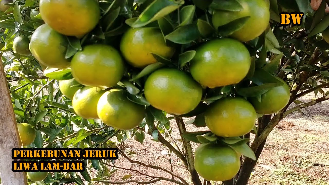 Bpk. Gunawan Petani Jeruk Bw Lampung Barat - YouTube