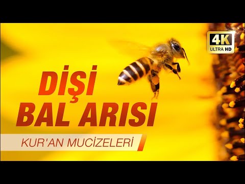 Kuran Mucizesi: Dişi Bal Arısı I 4K