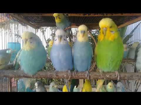 Discover the Priceless Side of Budgie Genetics 🧬💰