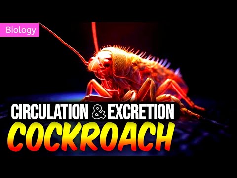 Do Cockroaches Have Open Circulatory System