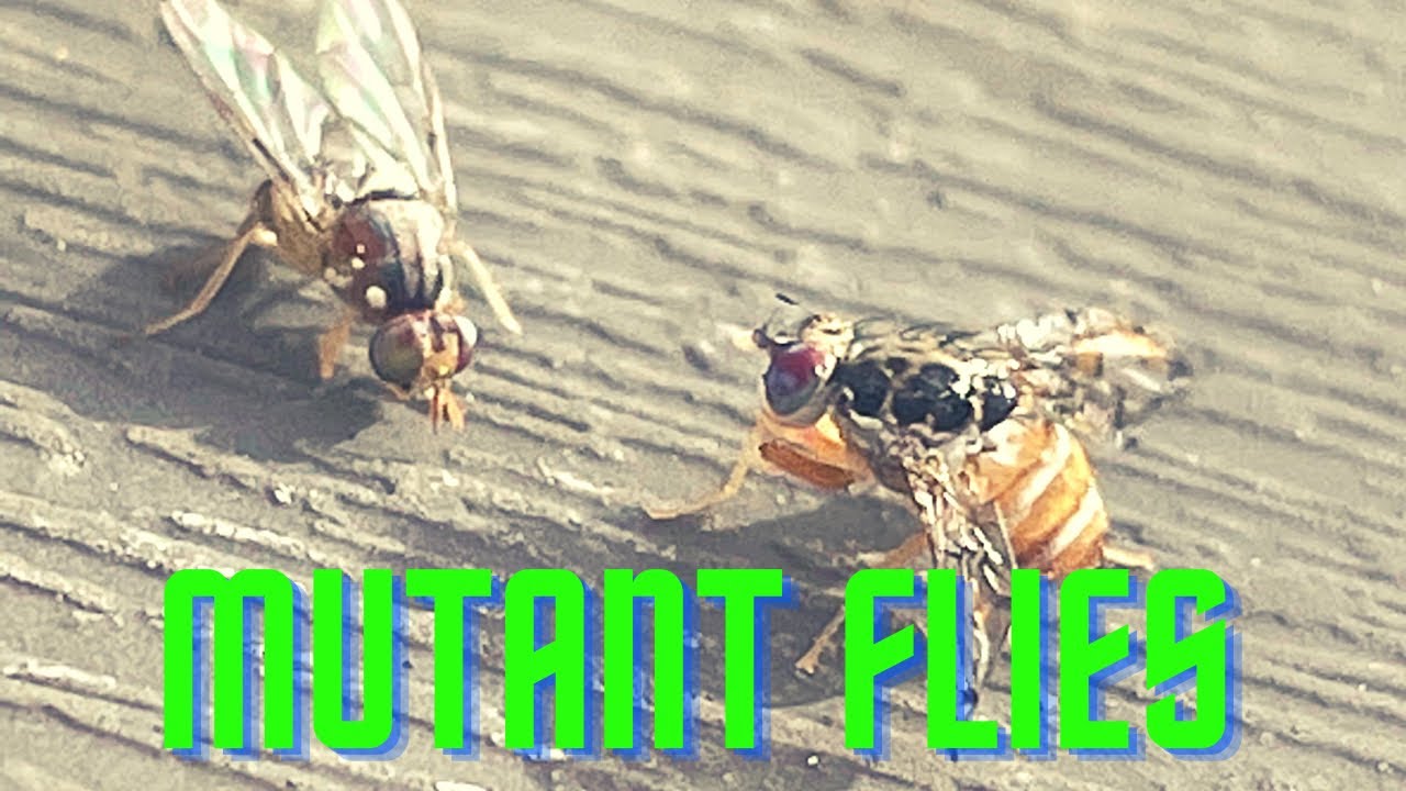 Mutant Flies - YouTube