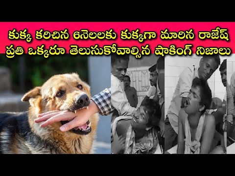 Man vs Dog: పెంపుడు కుక్కలైనా, బజారు కుక్కలైనా... వాటి నోటిలో సొంగ కూడా ...