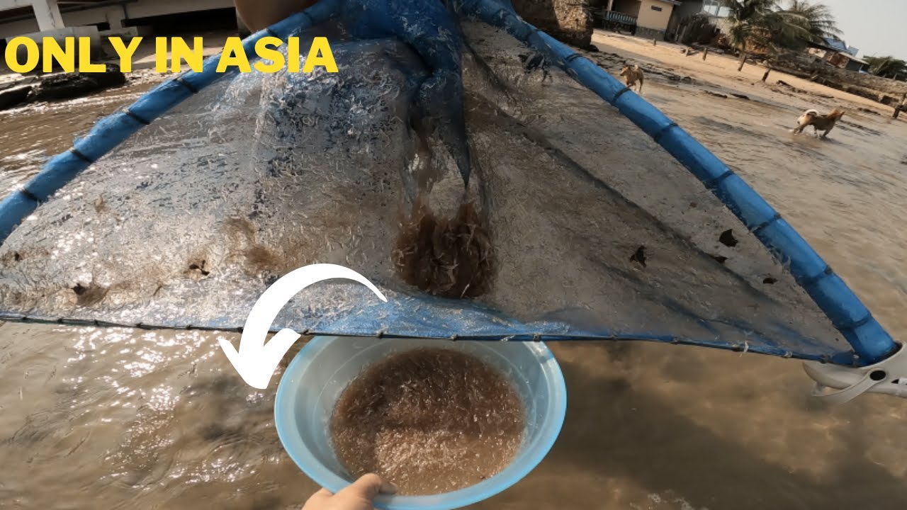 Catch And Exploring For Rare Sea Creatures | Catch rare sea animals ...