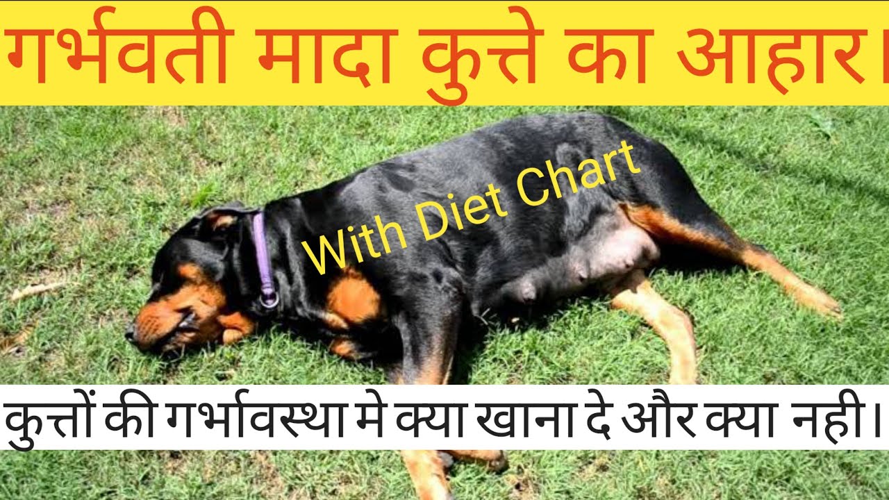 Pregnant Dog Diet || Dog Care in Pregnancy || कुत्तों में गर्भावस्था का ...