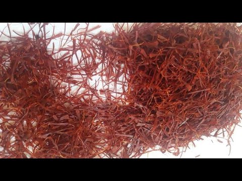 Saffron seeds multiplication in greenhouse|| Saffon seeds growth after ...
