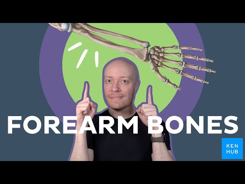 Bones of the forearm: Radius and ulna anatomy | Kenhub