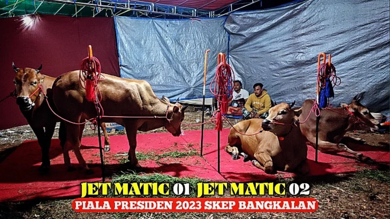 Suasana malam di tenda team JET MATIC dengan 2 pasang sapi andalannya ...