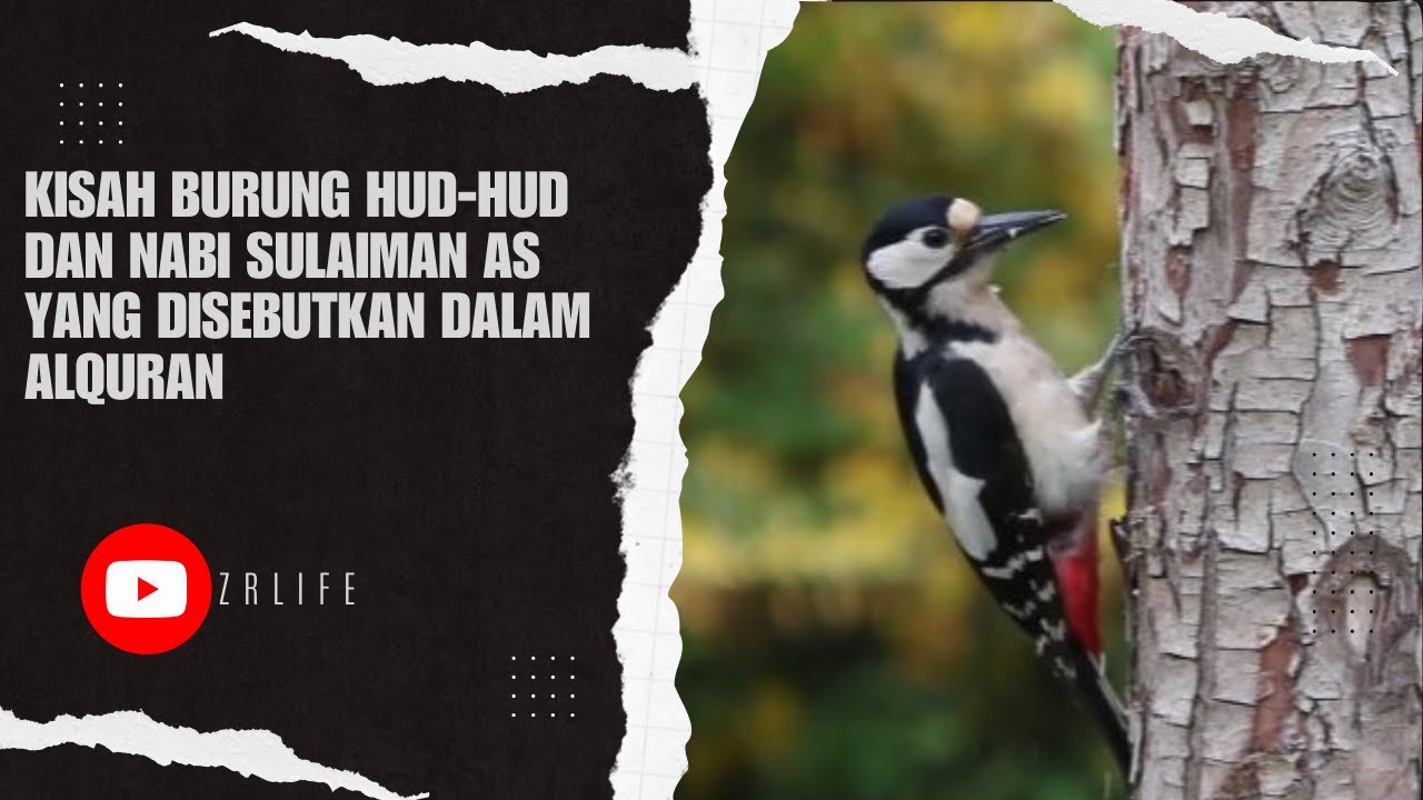 Kisah Burung Hud Hud dan Nabi Sulaiman AS yang Disebutkan dalam Alquran ...