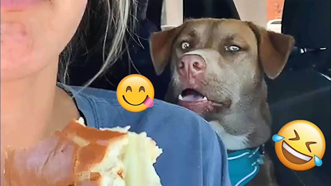 Pure Dog Drama & Silly Chaos 😂👑 Best Funny Pets Compilation - YouTube