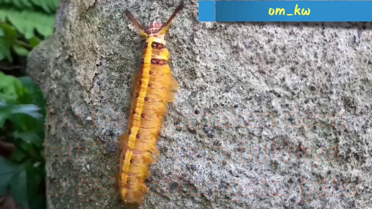 Ulet Bulu Bikin Merinding - YouTube
