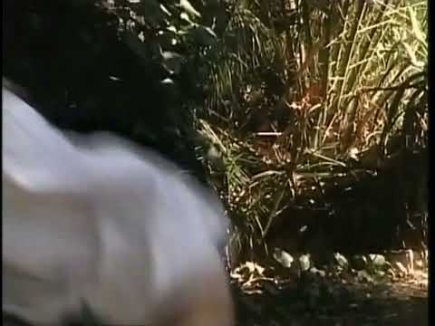 Scene from the film \