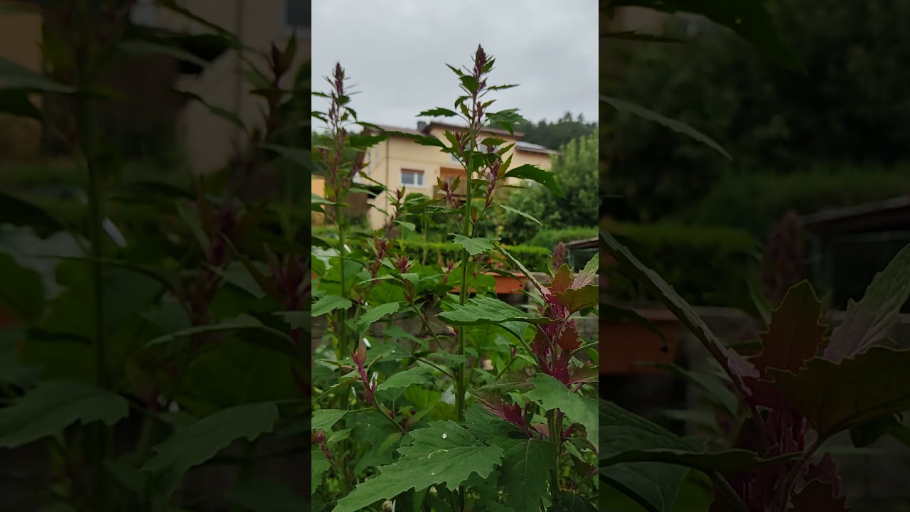 Magenta spreen and squash - Baumspinat und Ölkürbis #shorts # ...