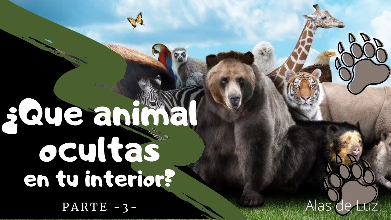 Numerología - Animales ocultos parte 3 - YouTube