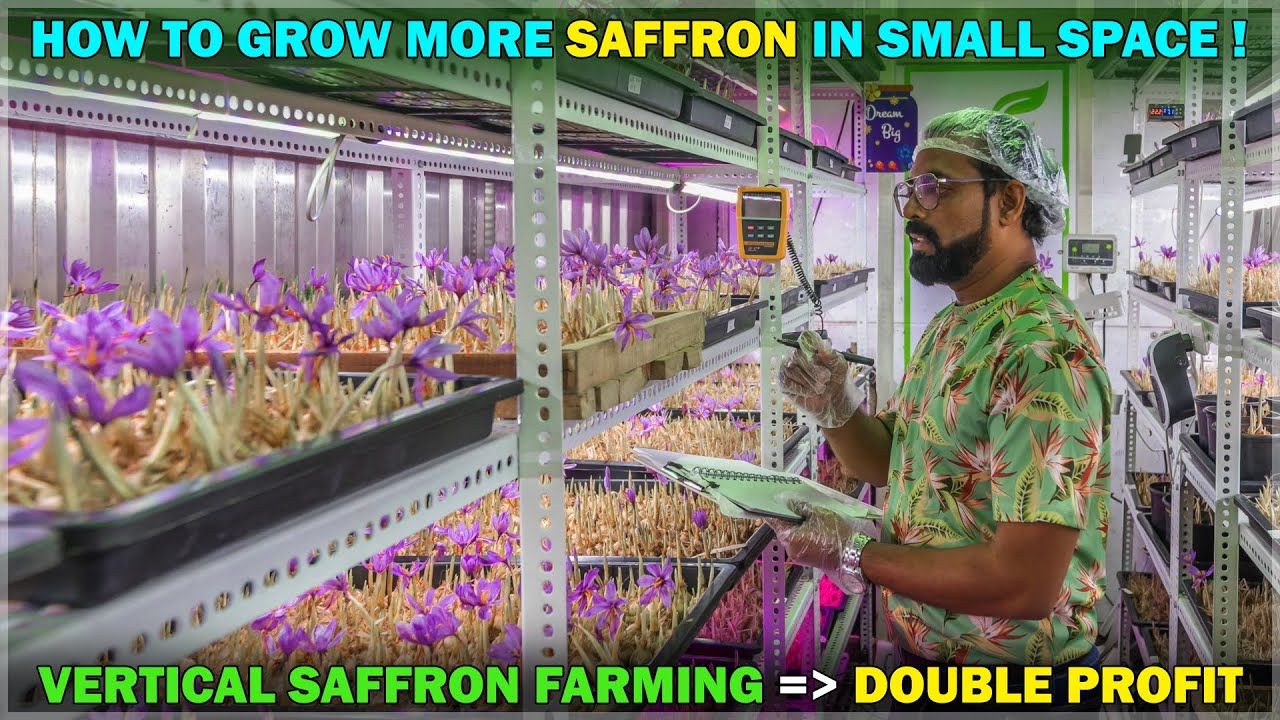 Maximize Your Profits: Vertical Saffron Farming Guide in 8x40 Space ...
