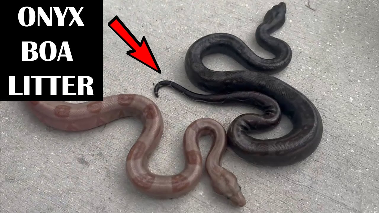 SUPER DWARF BOA LITTER! - YouTube