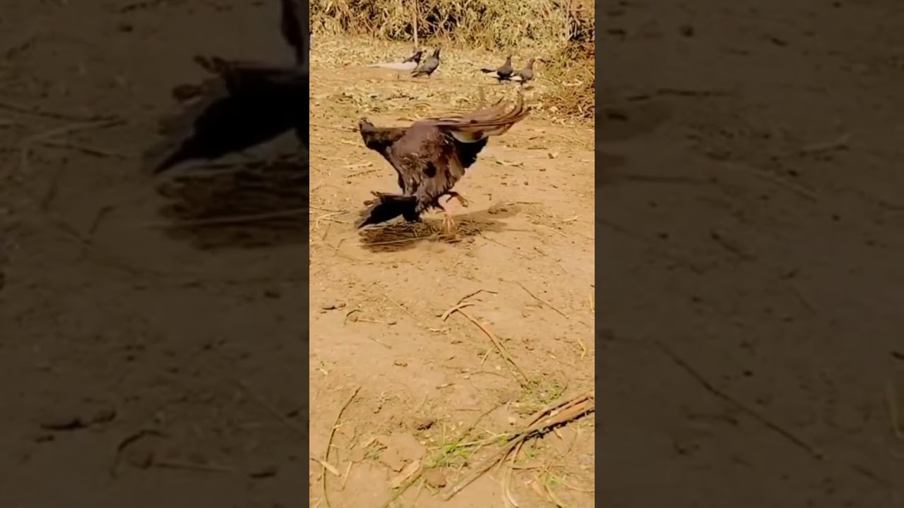 pigeon flipping and rolling #short #pigeon #flip #flipping - YouTube