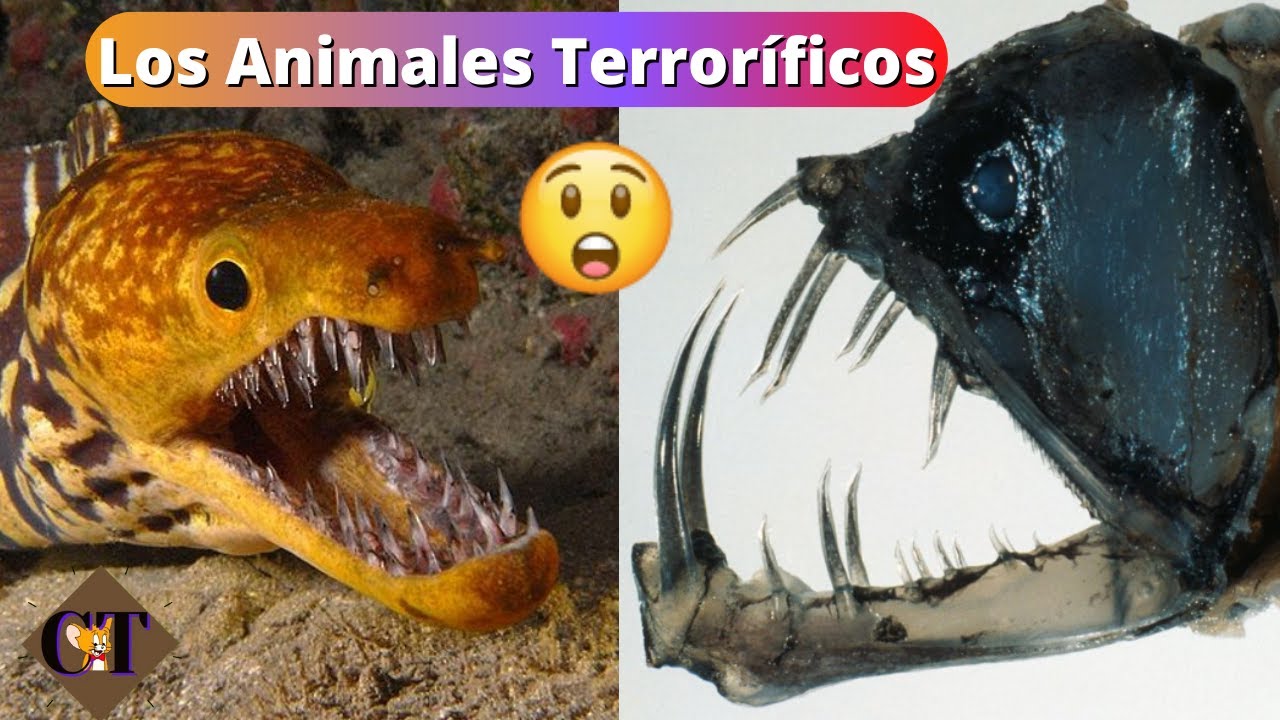 😓Los Animales MÁS TERRORÍFICOS del MUNDO MARINO que te DARÁN mucho ...