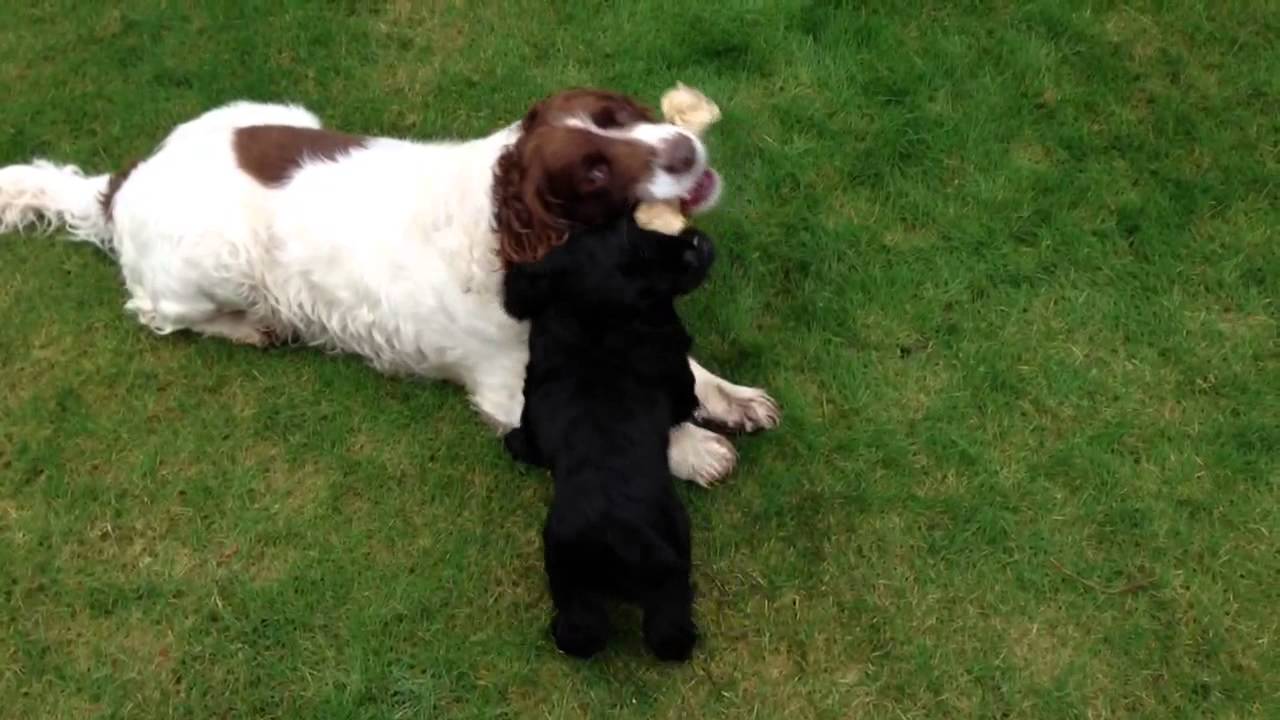 2 dogs, 1 bone - YouTube