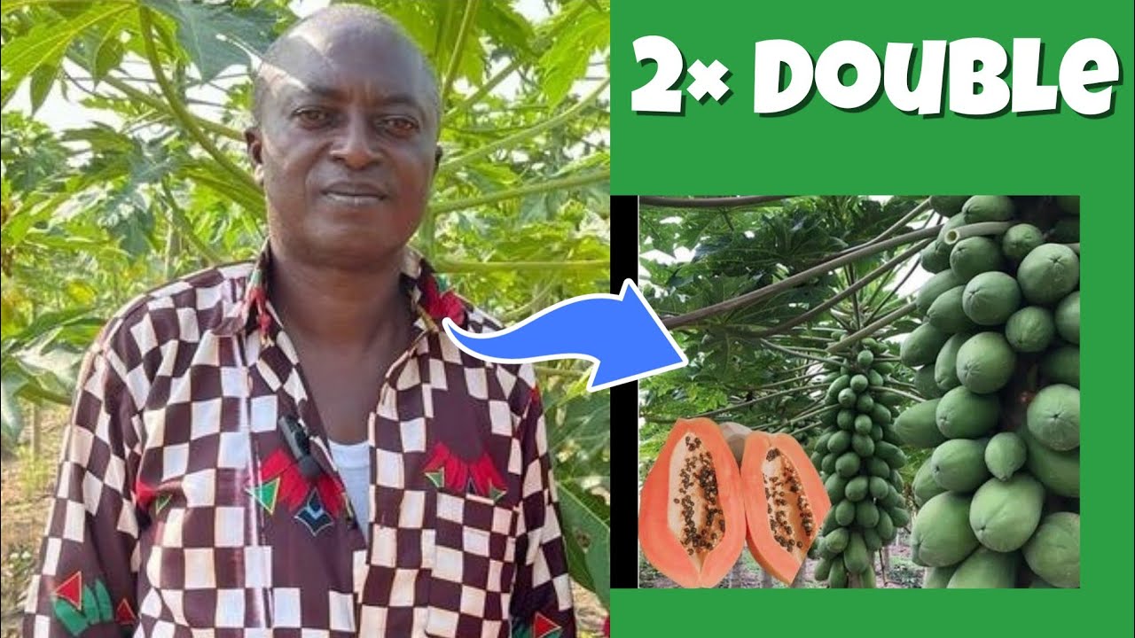 How I Use Poultry Manure To Double Production In 30 Acres Pawpaw Farm ...