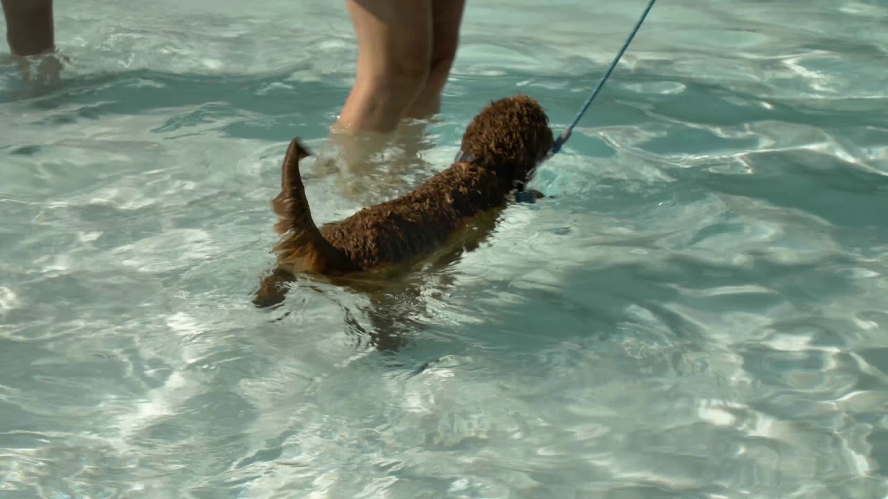 Provo City | Puppy Paddle Pool Party - YouTube