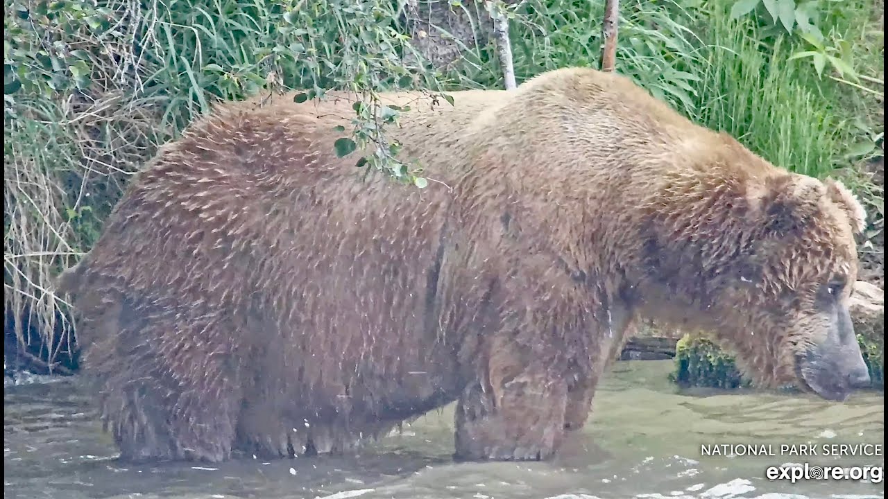 13 Jul 2025: 602 cha-cha display for 20 Mane bear (explore.org) - YouTube