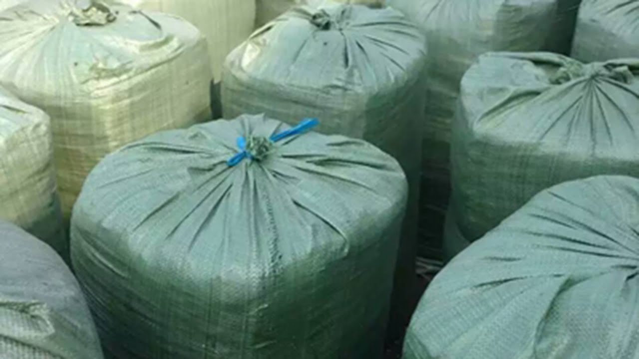 Corn silage making in bags vaccum pack corn silage - YouTube
