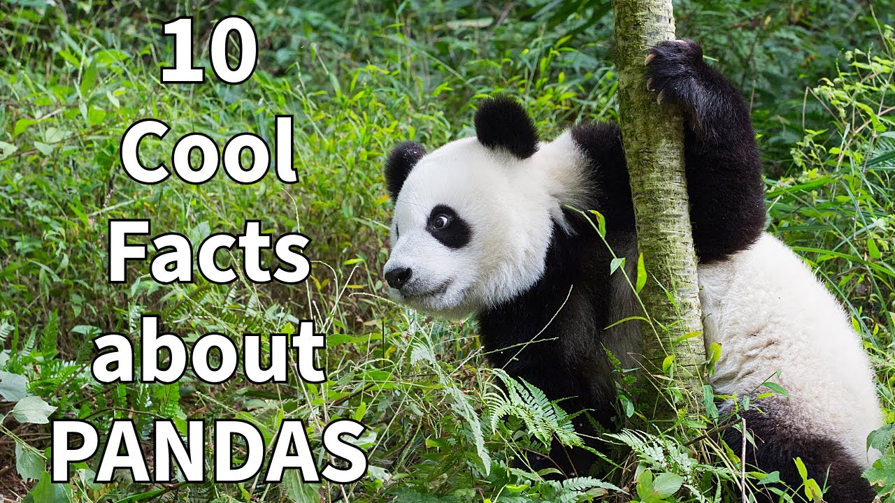 Cute Panda Video | 10 Amazing Facts about Adorable Giant Pandas That ...