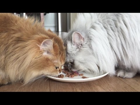 Smoothie The Cat & Milkshake The Cat - Snacktime - YouTube