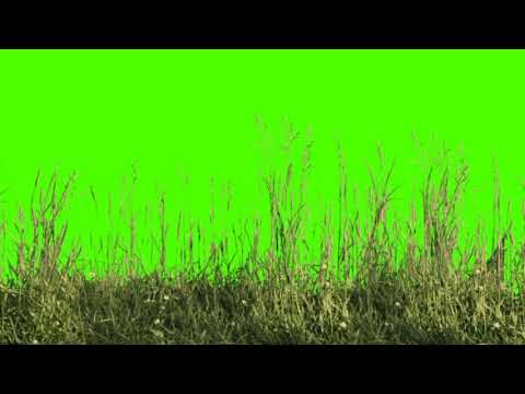 Grass green screen video copyright free and copyright free background ...