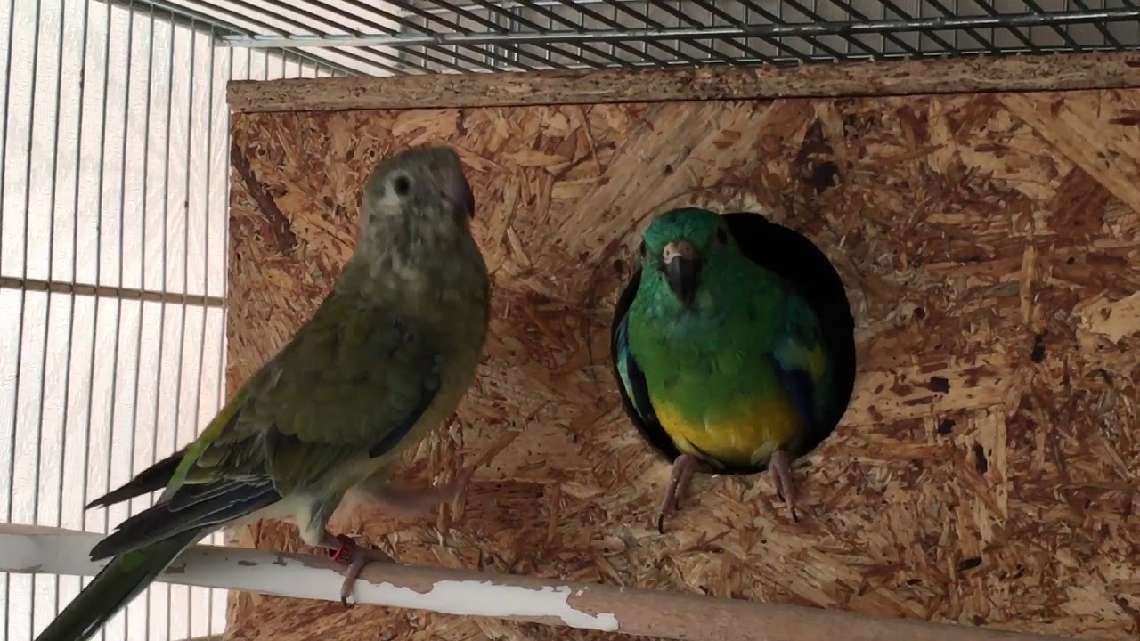 Parakeet birds songs - YouTube