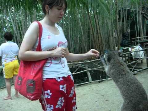 ilia con mapache, el corchito, parque ecológico en Progreso Yucatán ...