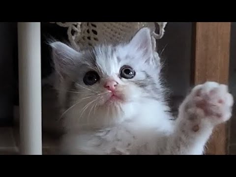 Kitten Having Fun #cat #kitten #cute - YouTube