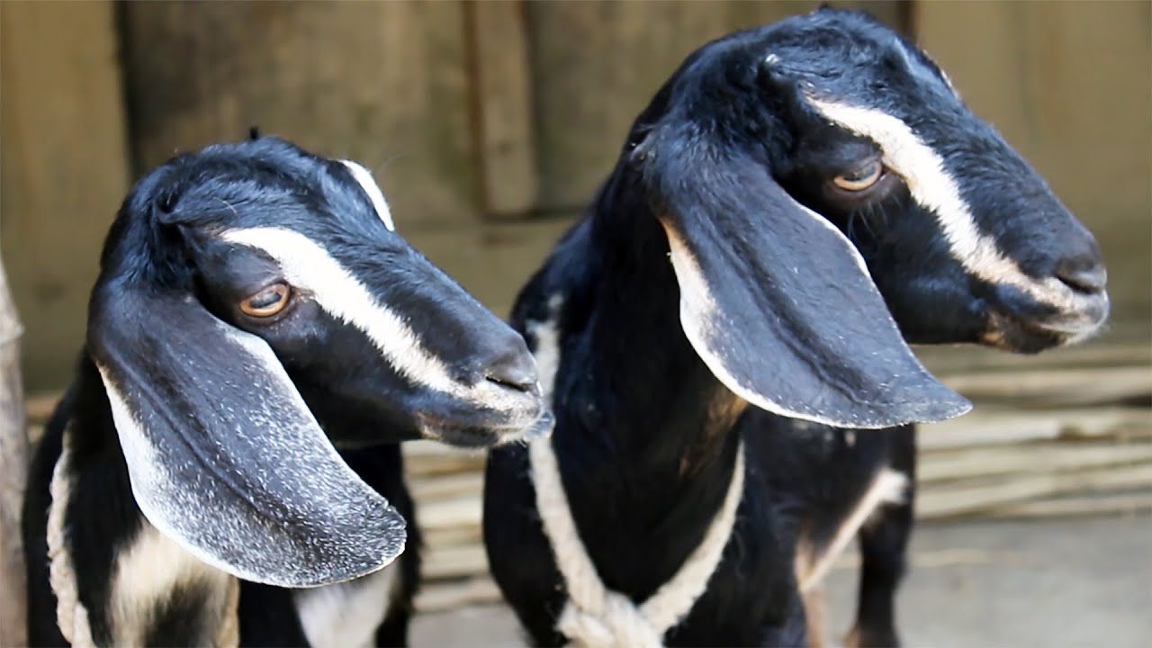 Black Bengal Goat | Goat Rearing Bengal Farmer | Village Animal - YouTube