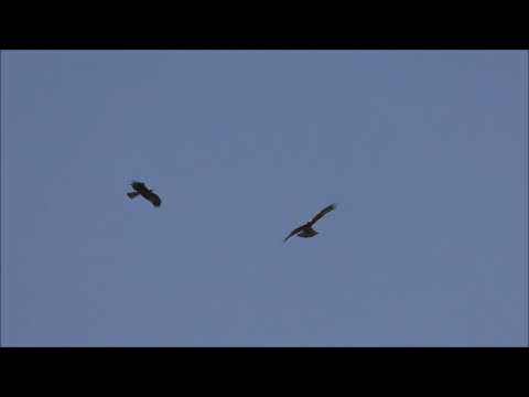 Booted Eagle migration - YouTube