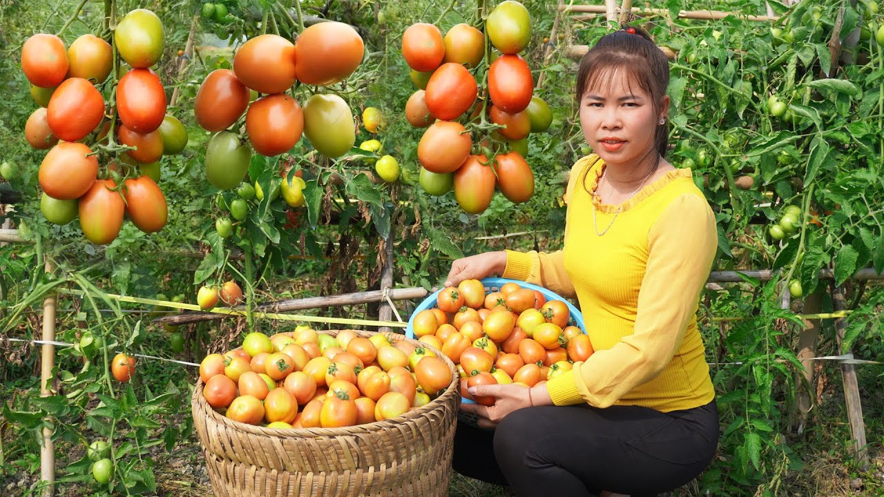 Harvesting TOMATO At the rural farm - Goes to countryside market sell ...
