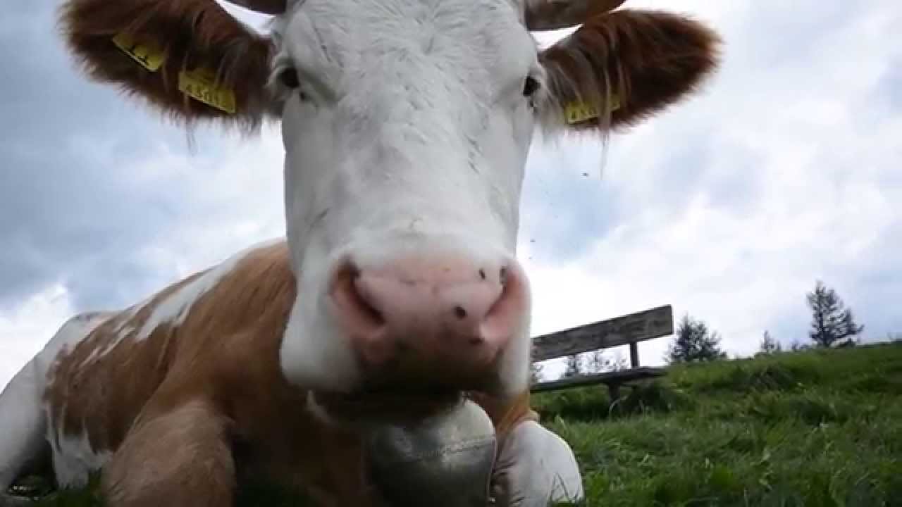 A cow chilling in the sun - YouTube